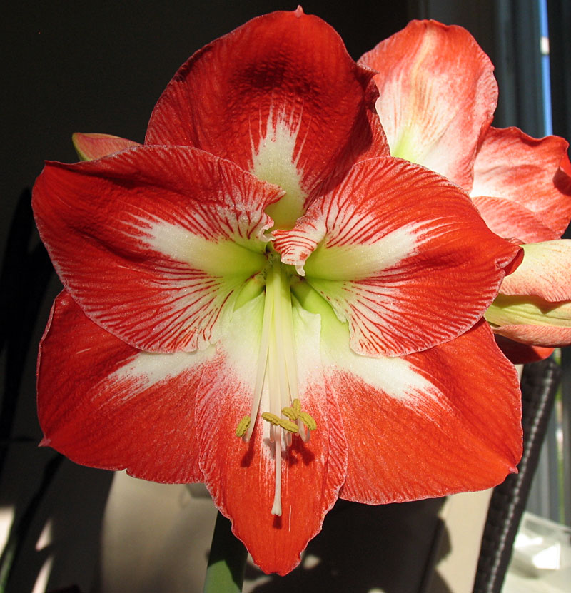 Poppular Photography: Red Amaryllis