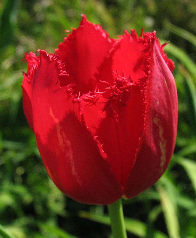 Poppular Photography: Frilly Petal Red Tulip