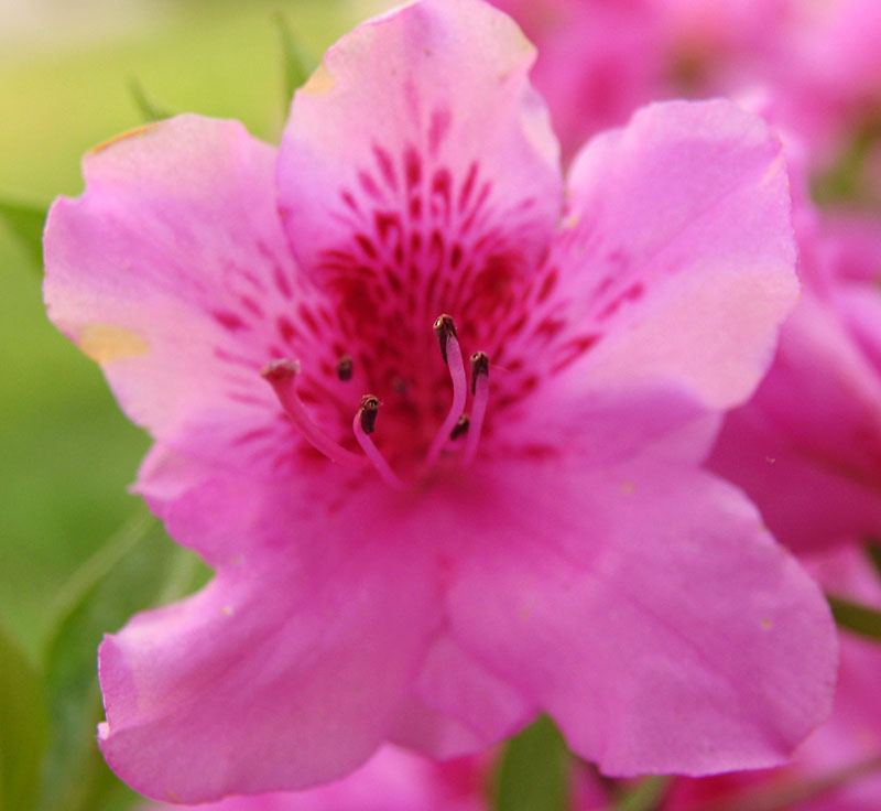 Poppular Photography: Pink Azalea
