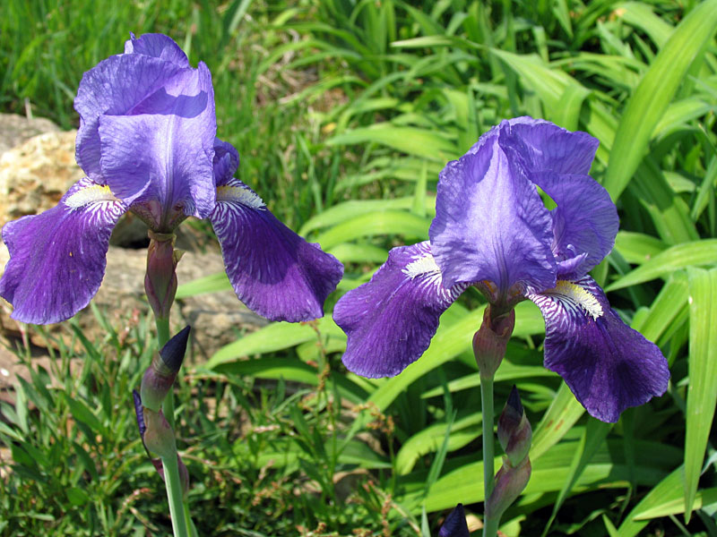 Poppular Photography: Purple Iris