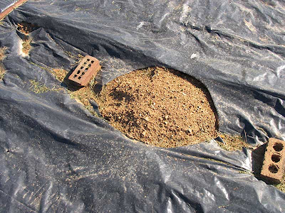 Poppular Photography: Watermelon Planting Hills Located in Indiana
