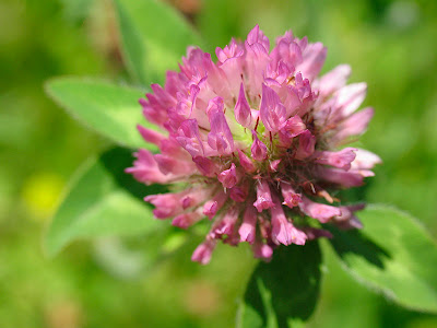 Poppular Photography: Purple Clover Flowers