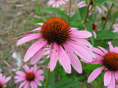 Poppular Photography: Lavender Cone Flower
