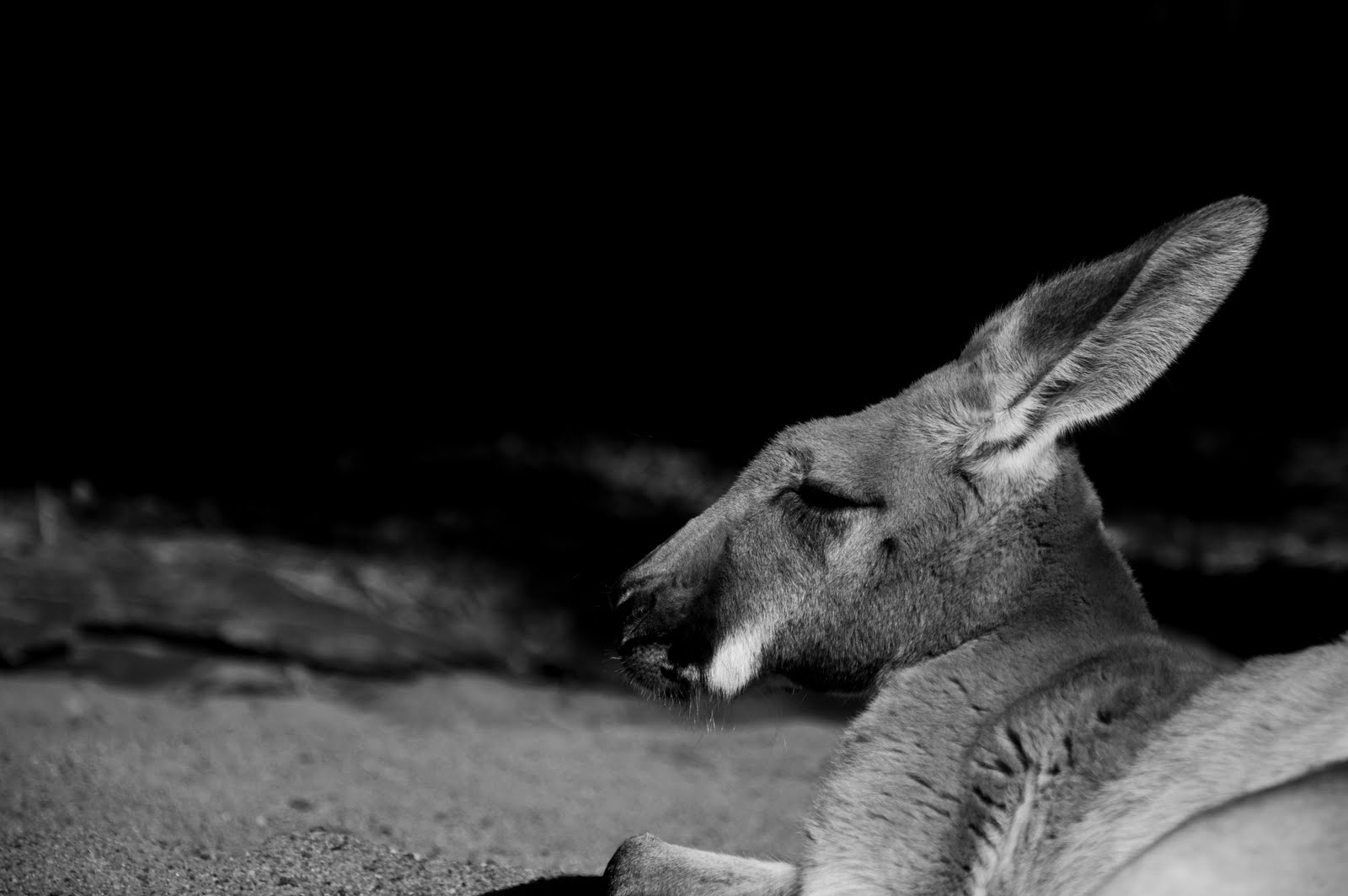 Over Down Under: Perth Zoo
