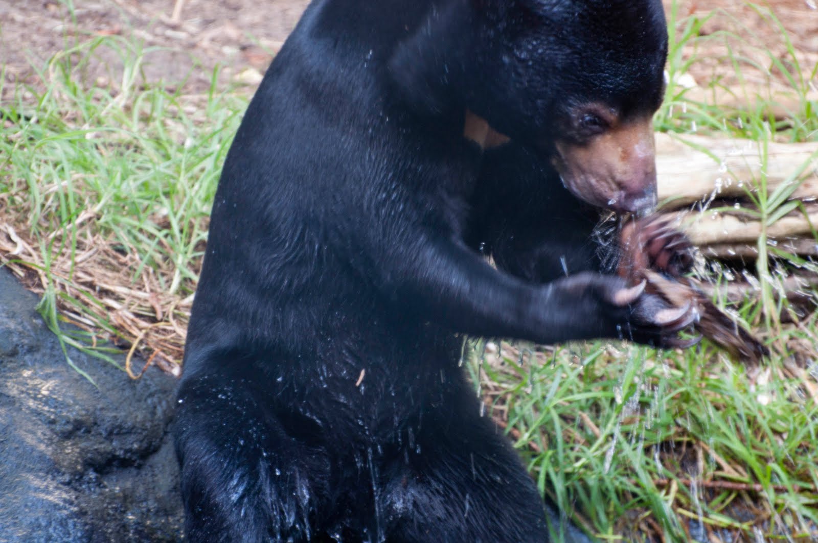 Over Down Under: Perth Zoo