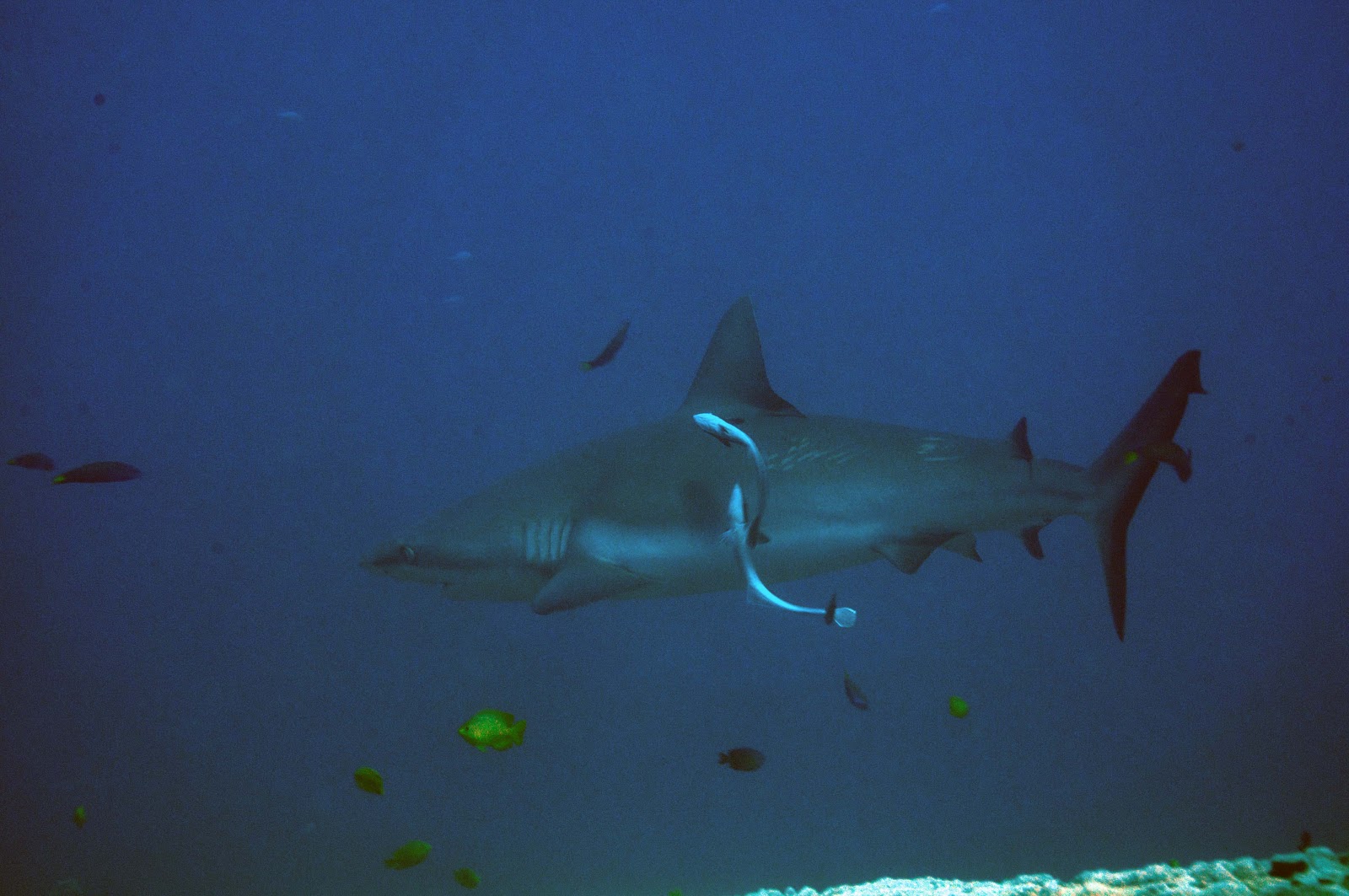 Over Down Under: Coral Bay: Part V - Dives 5 and 6 and Sunset on the Beach