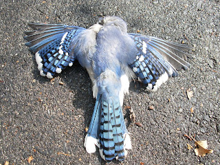 Marna's Gardens: A surprising Blue Jay