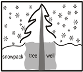 Tree Well Safety – Shayboarder.com