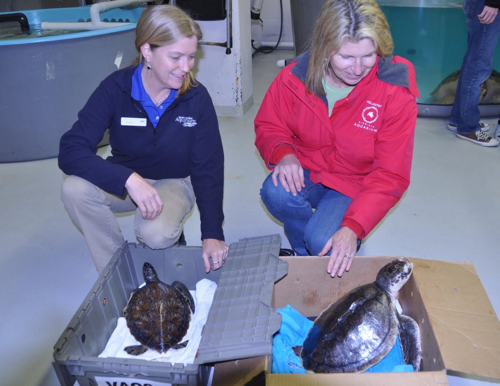 Sea Turtle Hospital: 19 patients being treated by Sea Turtle Rescue Program
