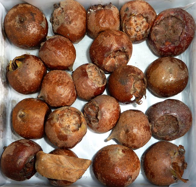 O que eu andei ...: Magnórios