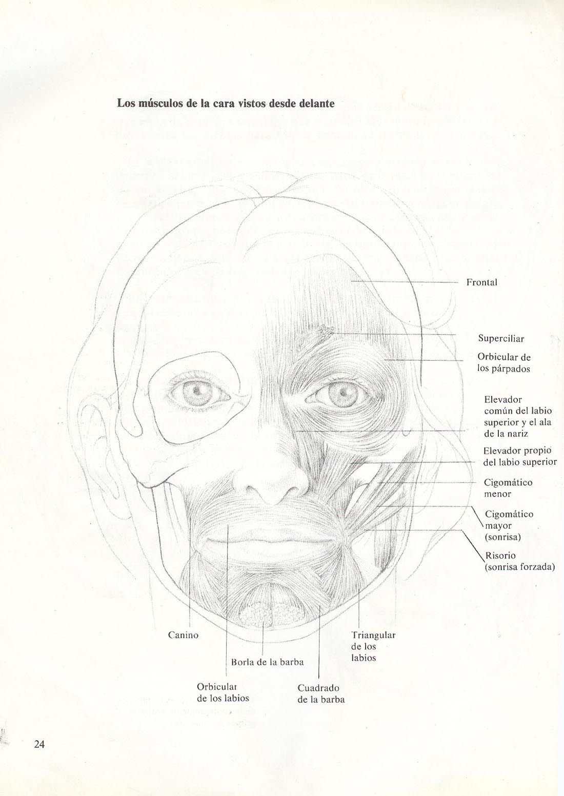 Samuel Velarde Solari: Estructura osea y muscular del rostro y cuello