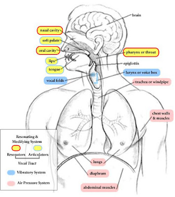 Luedecke Voice Studio: The Voice Mechanism