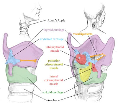 Luedecke Voice Studio: The Voice Mechanism