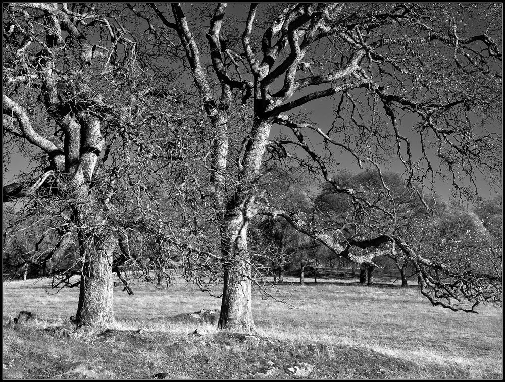 ProSe: A Poem for the Day: "The Two Trees" by William Butler Yeats