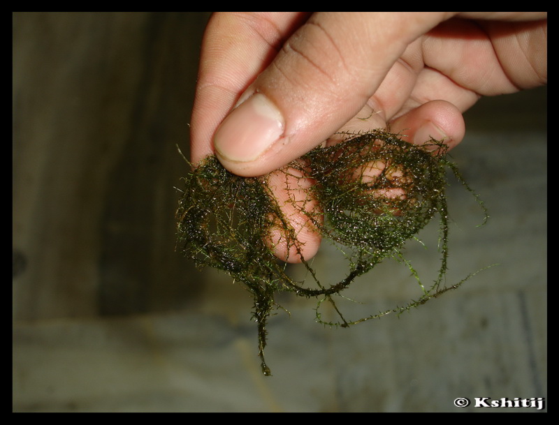 Aquatic Plants for India: Growing Stringy moss