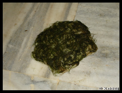 Aquatic Plants for India: Growing Stringy moss