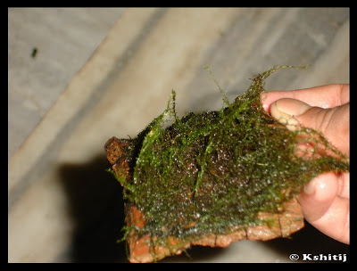 Aquatic Plants for India: Growing Stringy moss
