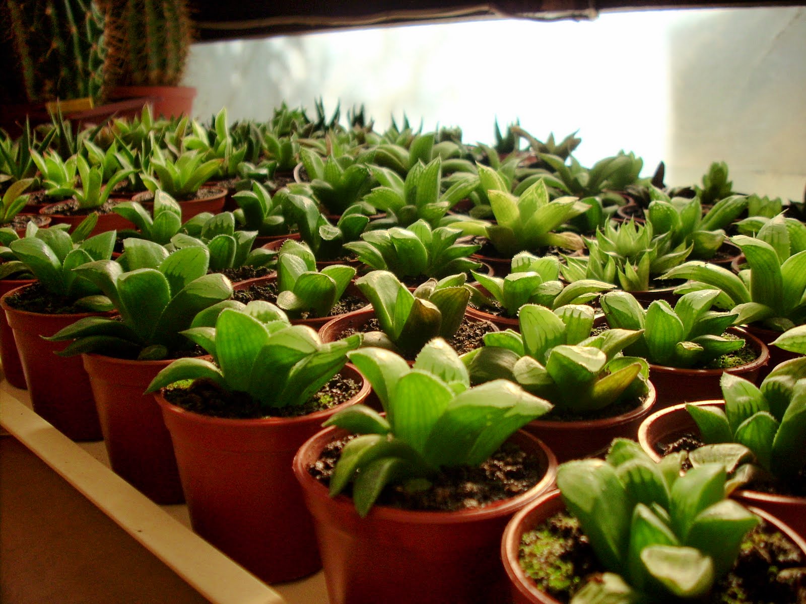 VIVERO SANSSOUCI: Pedido de Plantas para PUNTA ARENA