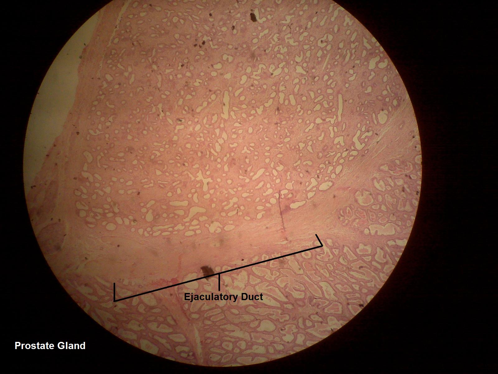 PSC: Anatomy and Physiology 2: December 2010