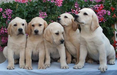 Lukrecia - World: labradorsky retriever