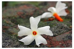 Xpression: Shefali Phul er Mala (Shefali Flower Necklace)