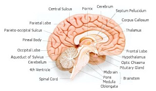Putu SWR Bloger's: TRAUMA CAPITIS