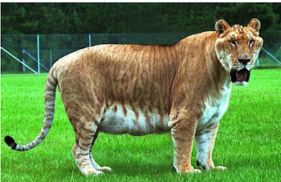 Liger: The biggest tigher in the world