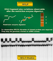 SREE FRONTIER TECHNOLOGIES: Types of Molecular Markers