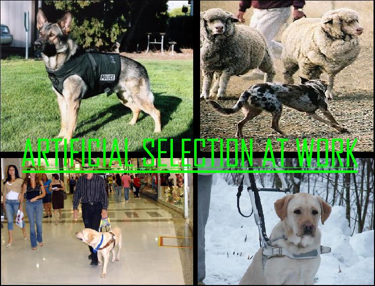 Girgis' Bio Blog: Artificial Selection