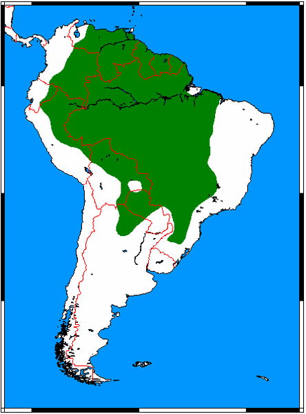 El Tatù Carreta es el mayor armadillo viviente y la especie se encuentra en vías de extinción ...
