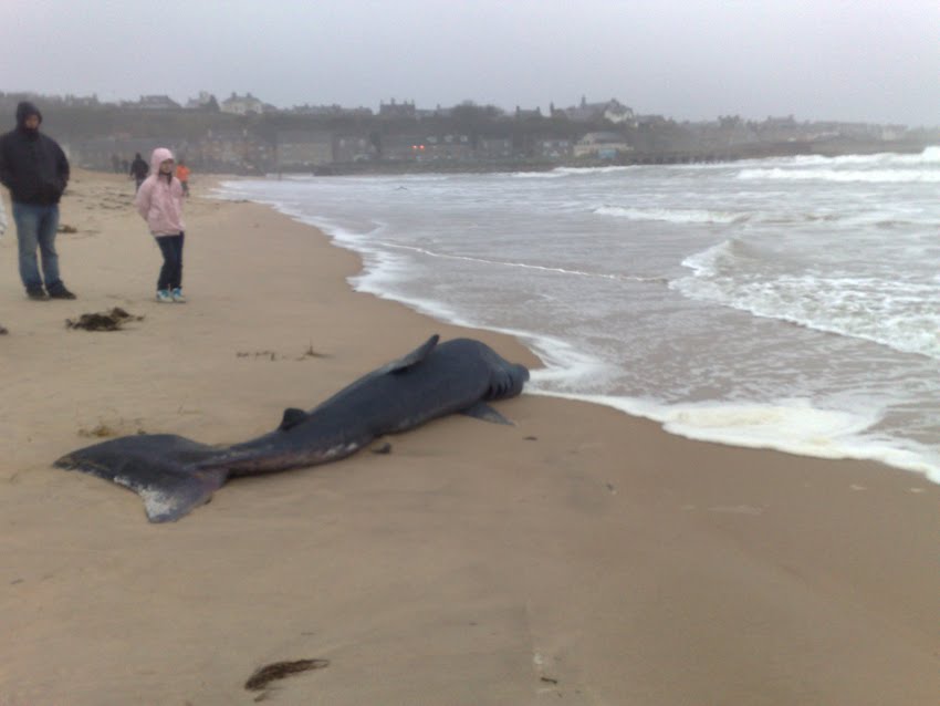 We Are One: Stranded shark
