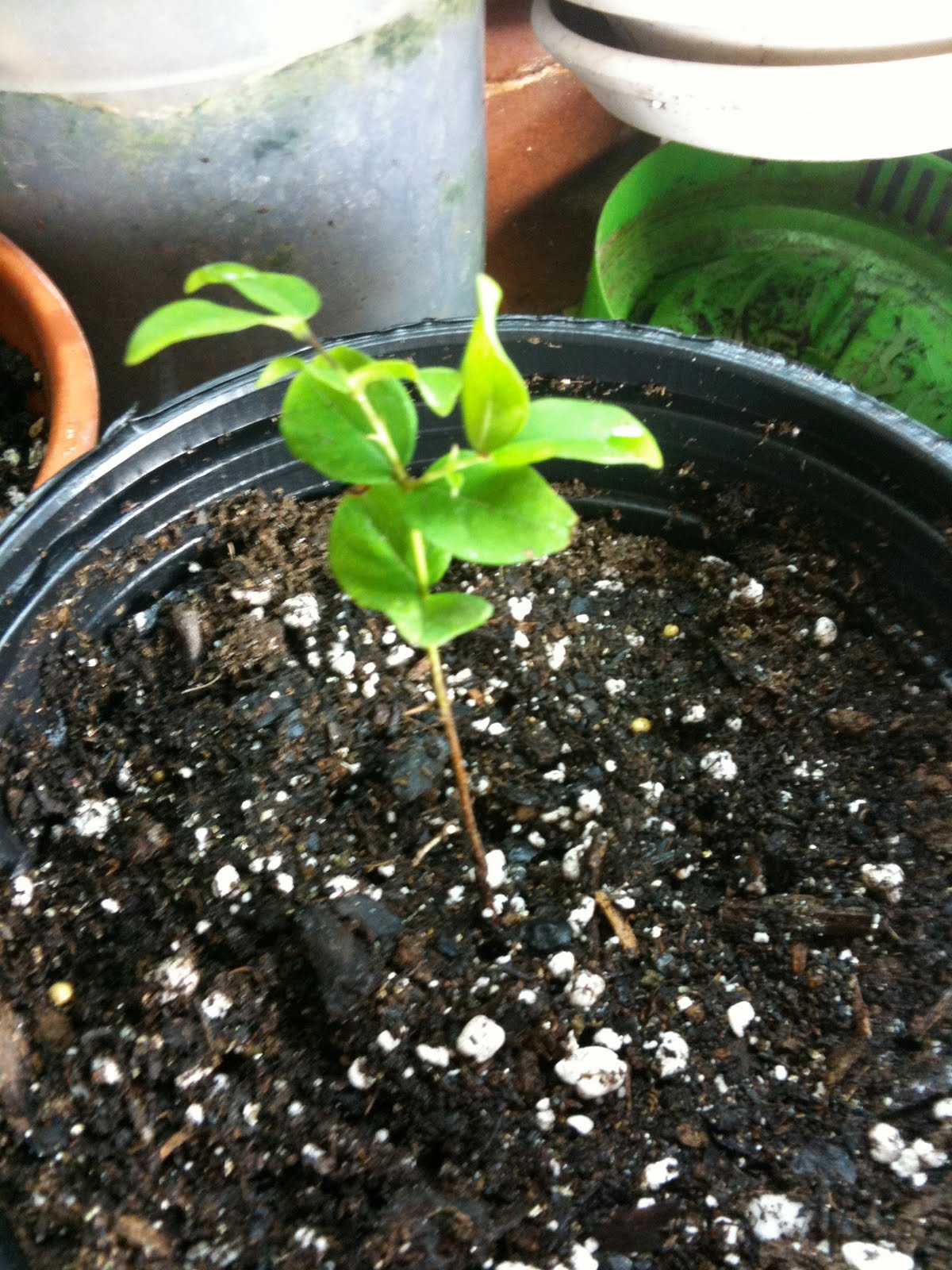 Indoor Tropical Gardening in Wisconsin: Jaboticaba and Loquats are here!