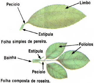Trezentose8@net: Morfologia