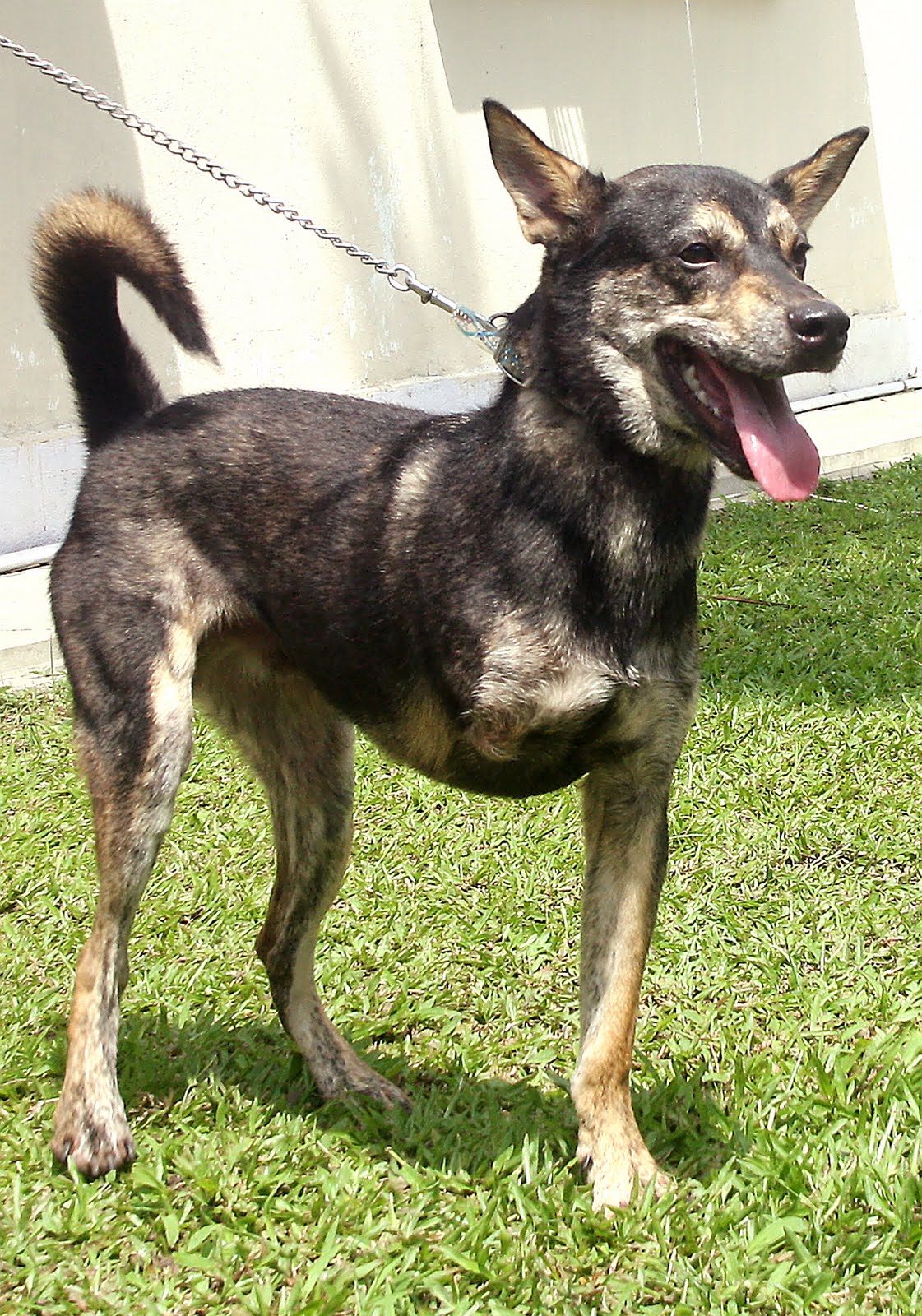 MALAYSIAN DOGS DESERVE BETTER: ADOPTION DRIVES