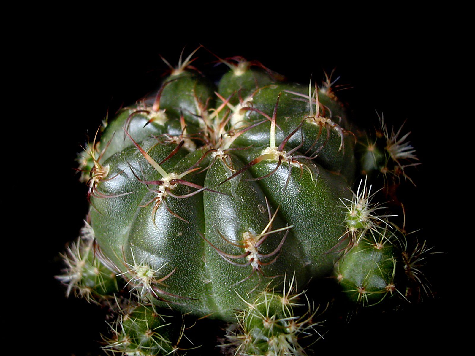 mis cactus