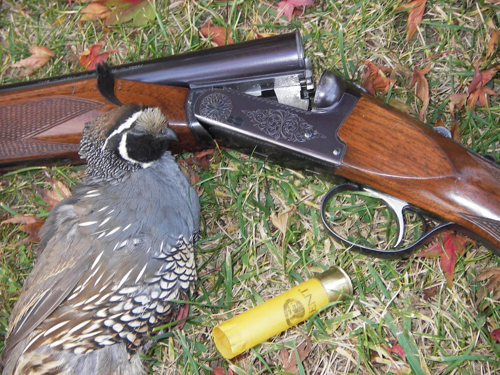 Trips, Flies and Fish: A Day in the Field