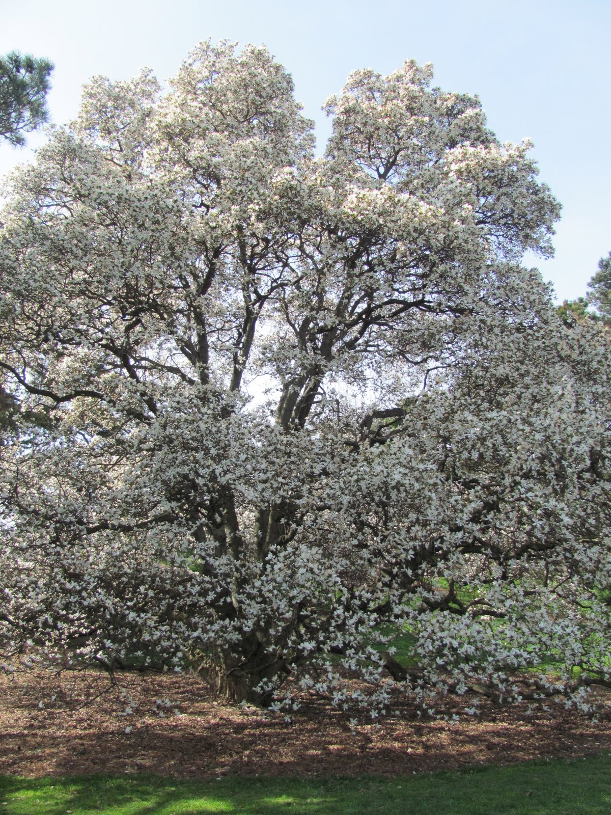 New York, Plants & Other Stuff: The Biggest Star Magnolia I've Ever Seen