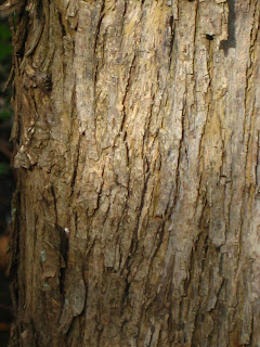 New York, Plants & Other Stuff: American Hophornbeam