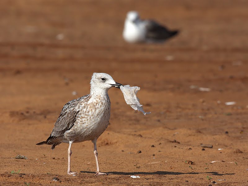 Yoav Perlman - birding, science, conservation, photography: More Ashdod ...