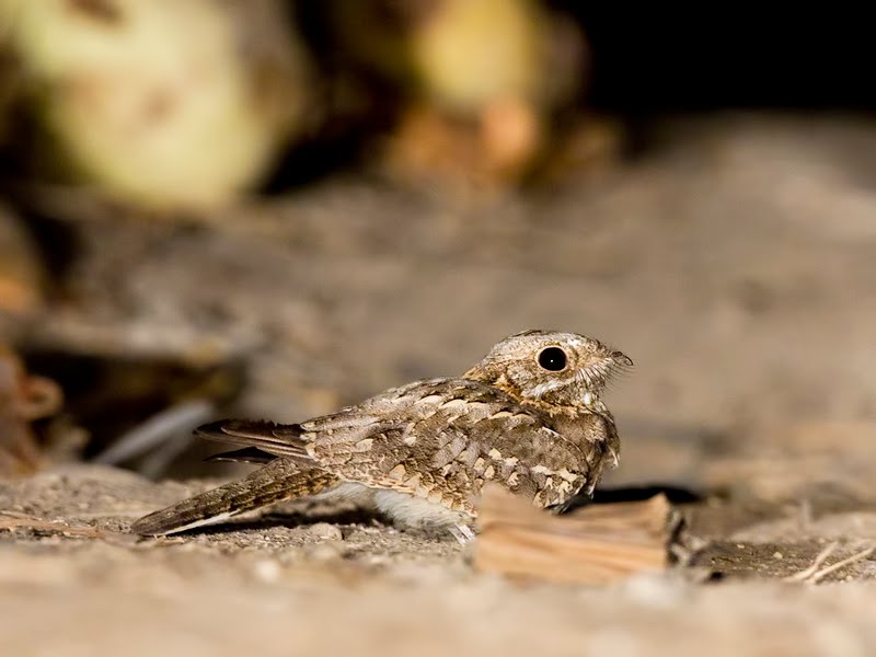 Yoav Perlman - birding, science, conservation, photography: Neot ...