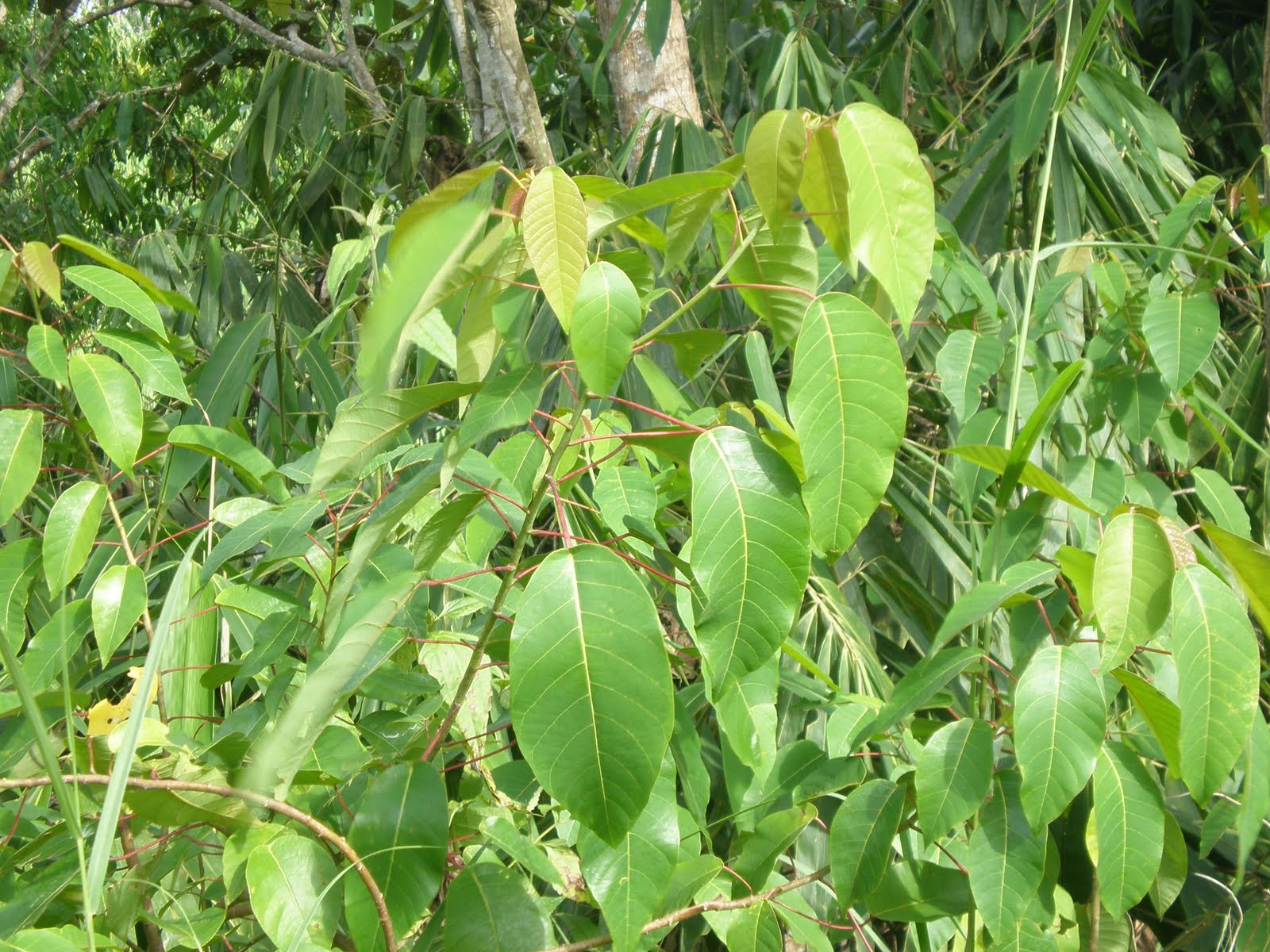 Midie Merapoh: Perangkap Kancil