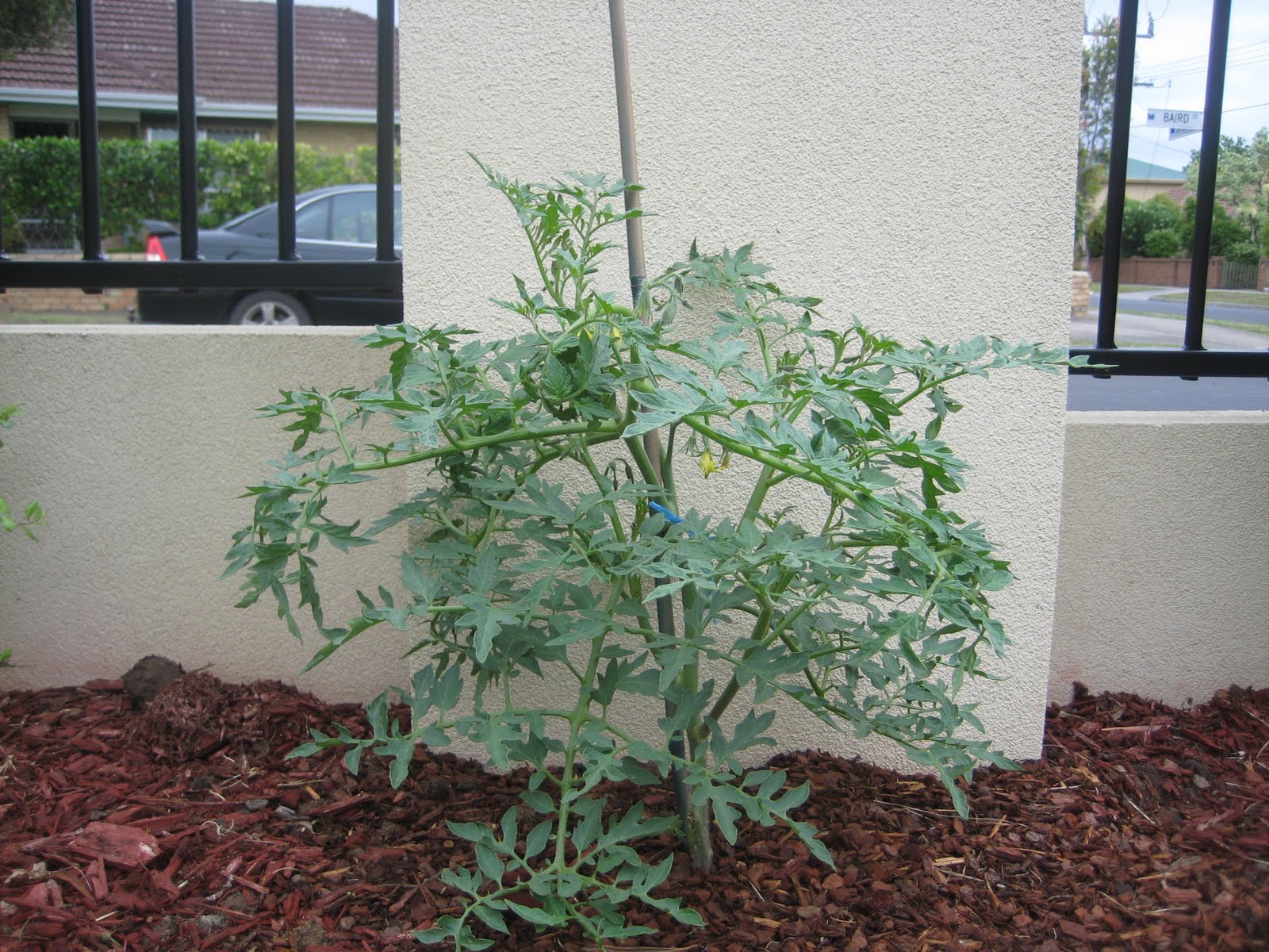 Our Green Haven: Chilli Padi Flower Buds...Tomato Silvery Fir Fruiting...