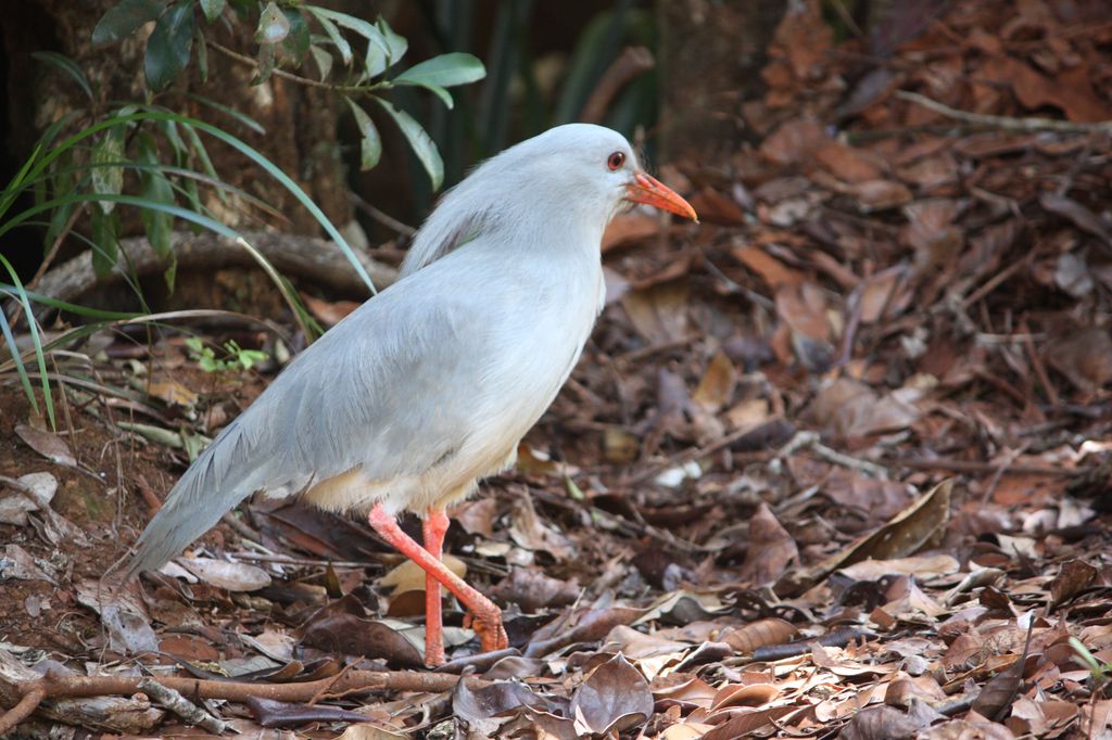 Marie au bout du monde: Cagou.... vous avez dit cagou?