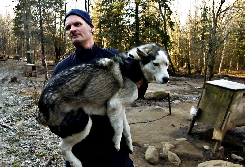 One Bark at a Time: 100 Huskies in Quebec rescued from neglect