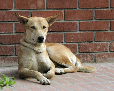 One Bark at a Time: A dog's life in Dhaka, Bangladesh - part 2