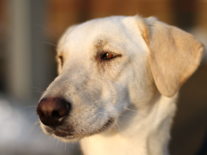 Annie - Yellow Labrador Retriever mix