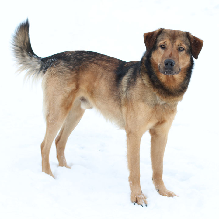 Max - German Shepherd mix