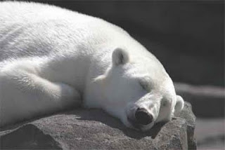 Mitchell's Ramblings: Alaska Bear Story Number Two: Binky