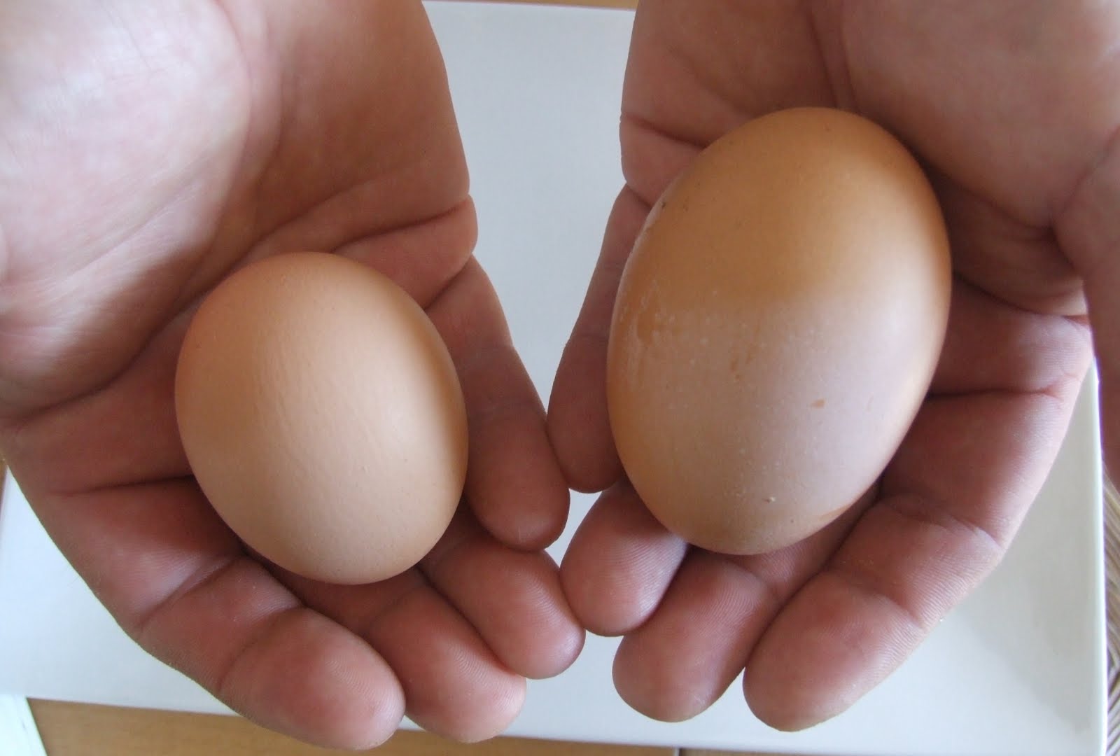 Chick, Chick, Chick, Chick, Chicken... - Art Miniatures