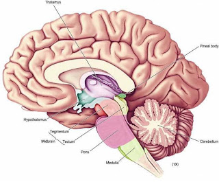 Physiology: Lec 6: Overview of Human Brain